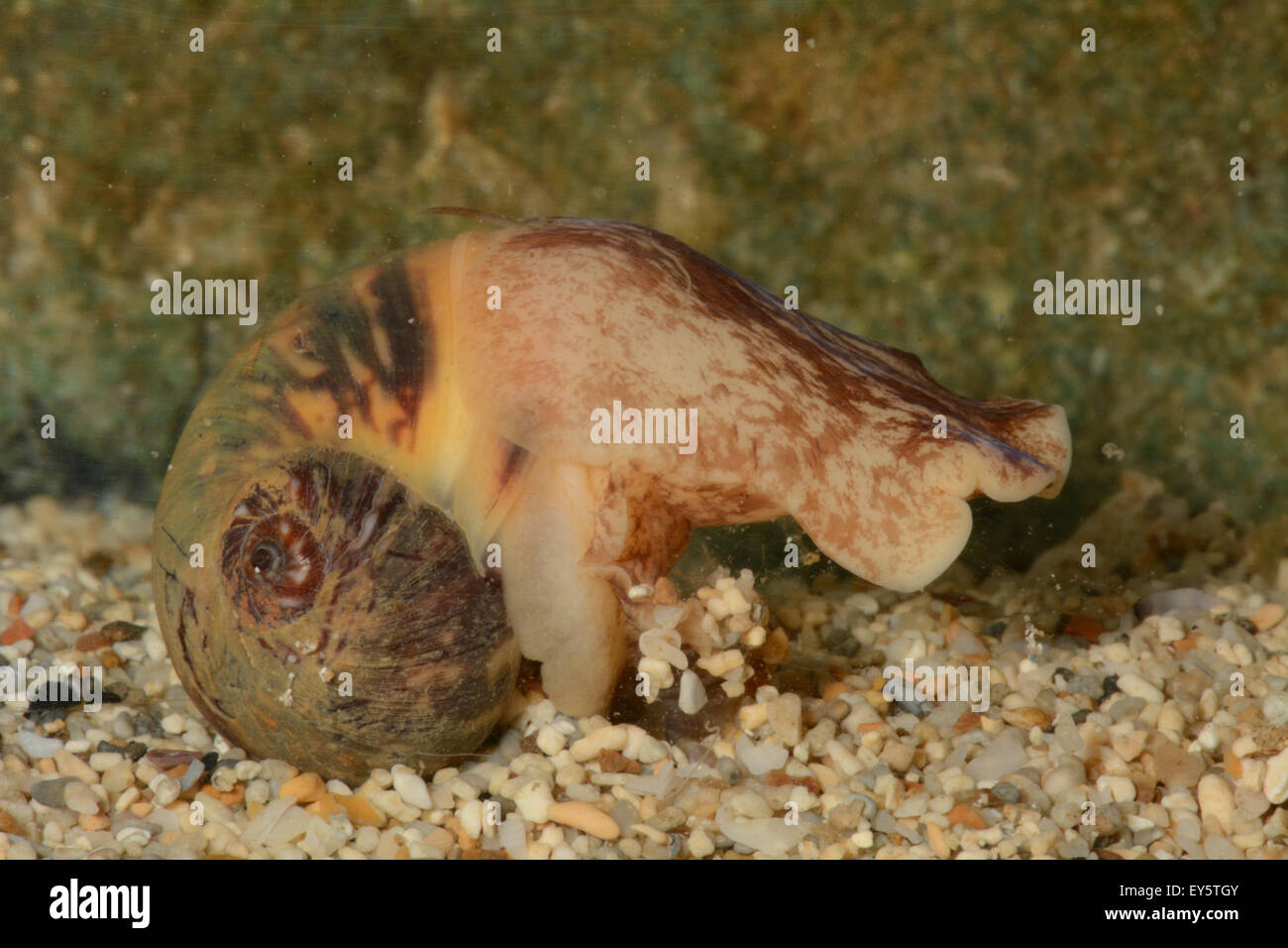 Snail shell overview hi-res stock photography and images - Alamy