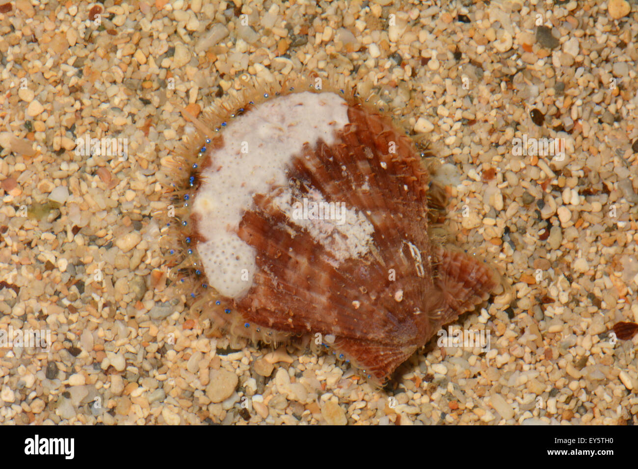 Squamose Scallop on sand - New Caledonia Stock Photo - Alamy