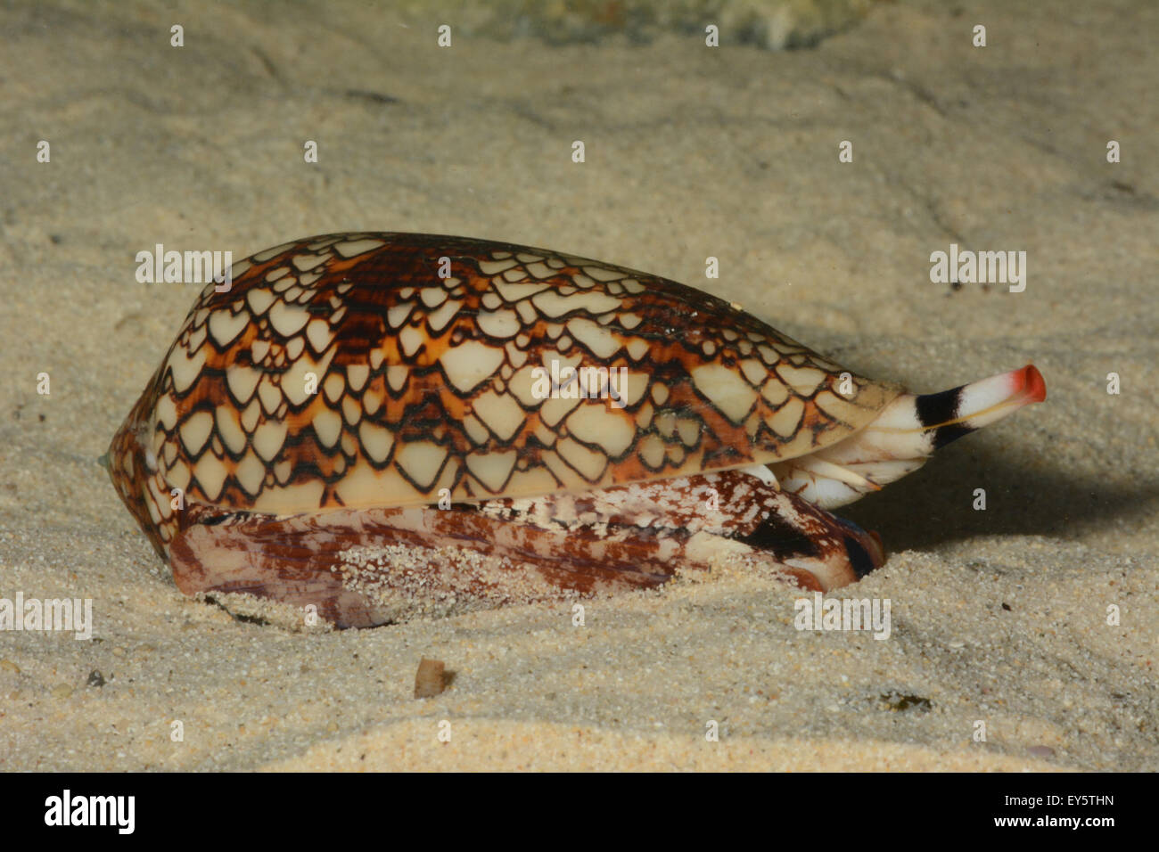 Textile cone on the sand - New Caledonia Stock Photo - Alamy