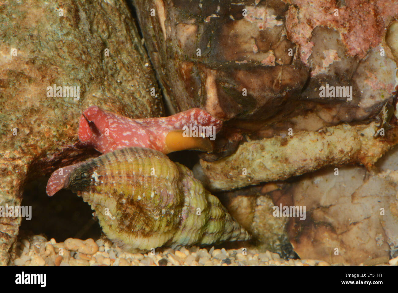Spindle shell hi-res stock photography and images - Alamy