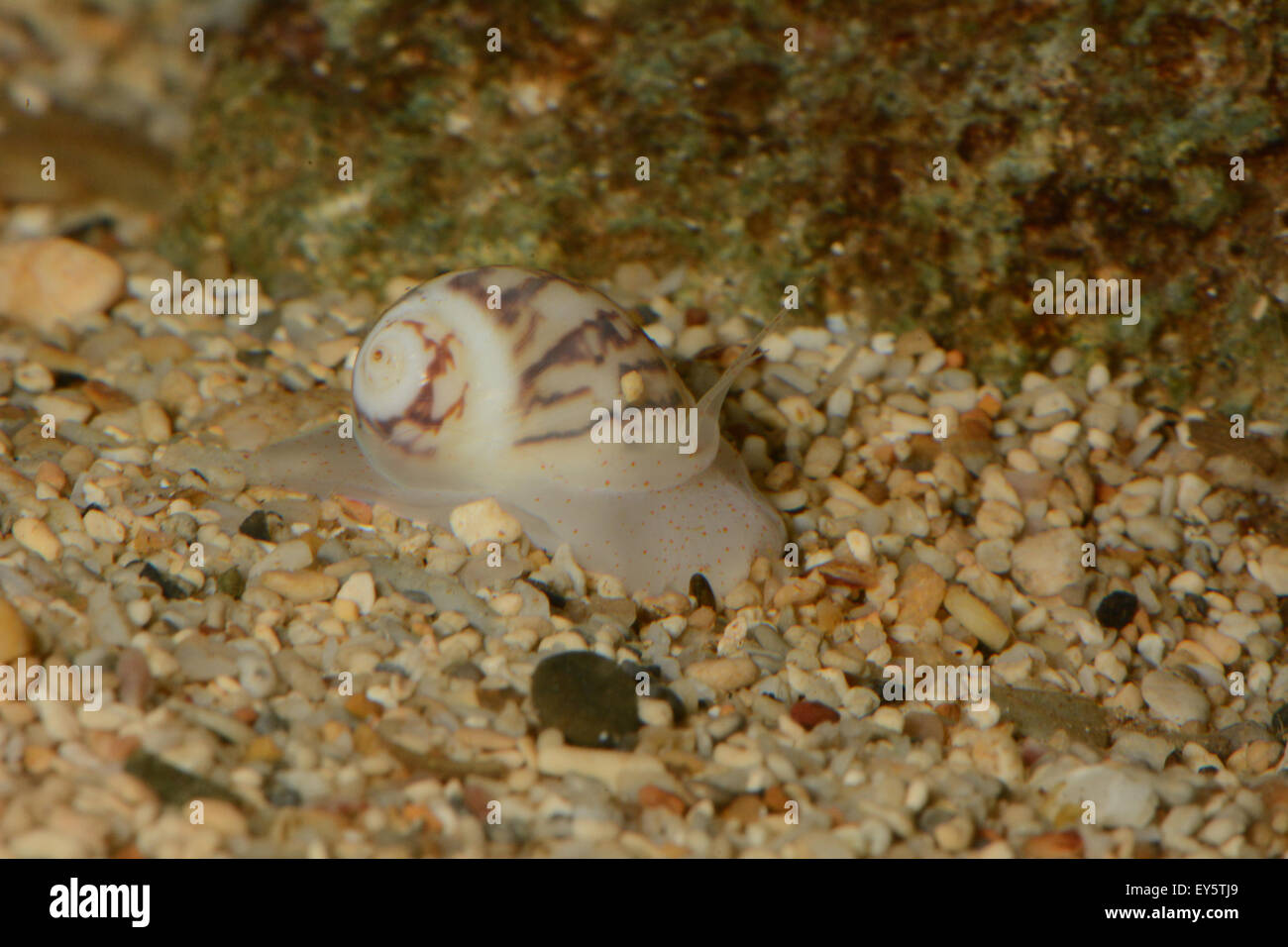 Sea snail shell on sand hi-res stock photography and images - Alamy