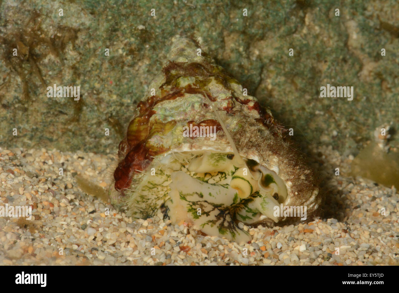 Fenestrate hi-res stock photography and images - Alamy