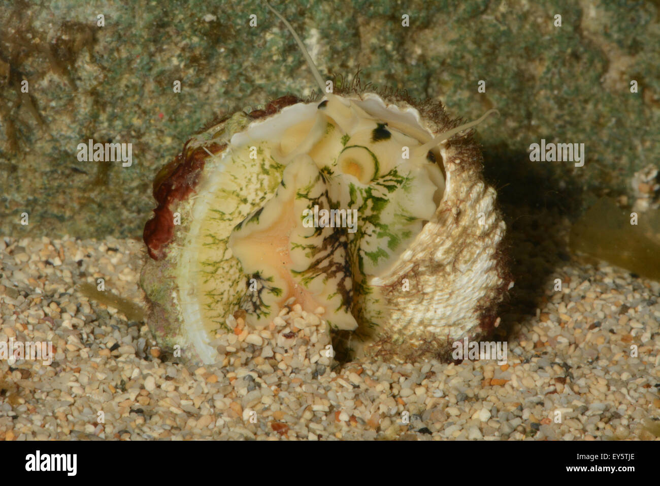 Fenestrate hi-res stock photography and images - Alamy