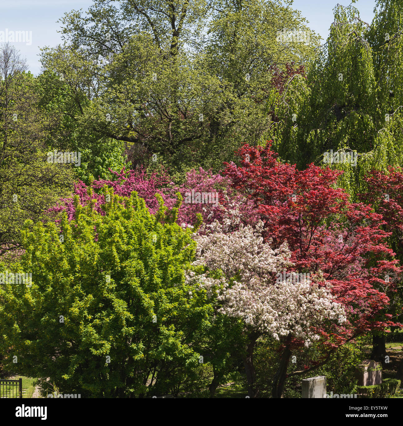Various Trees during the start of Spring in Toronto showing lots of ...