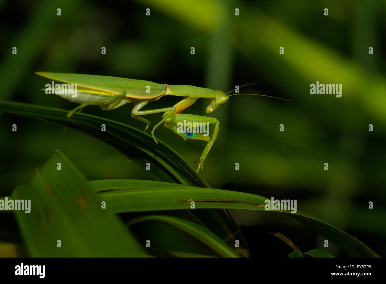 Garden mantis on leaf - Queensland Australia Stock Photo - Alamy