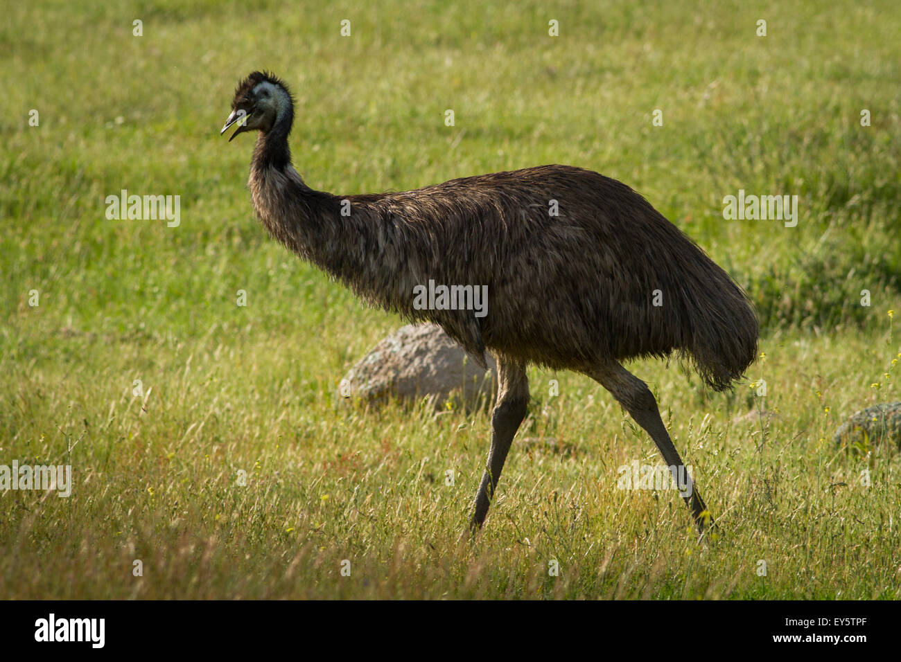 Emu walking in the grass - Snowy Mountains Australia Stock Photo - Alamy