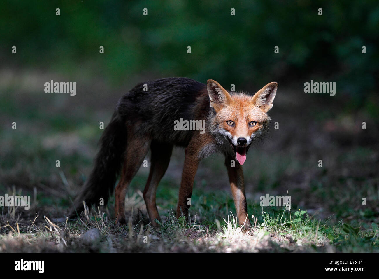 Red fox in the grass - France Dombes Stock Photo - Alamy