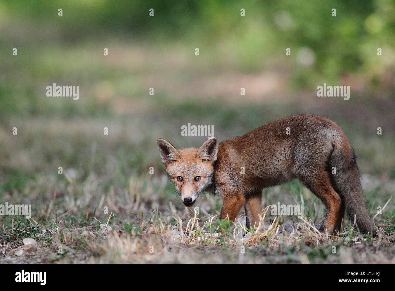 Red fox in the grass - France Dombes Stock Photo - Alamy