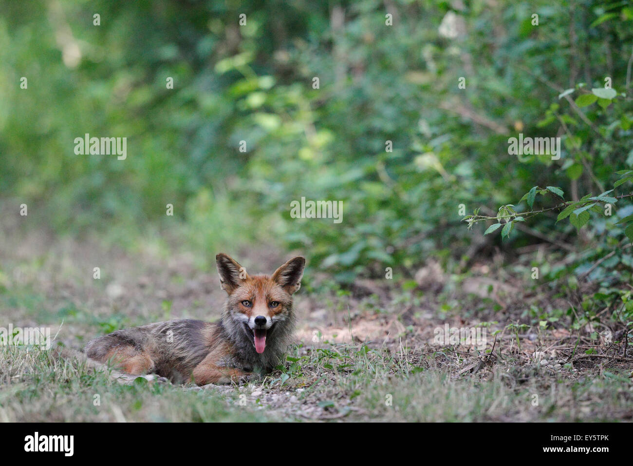 Fox lying hi-res stock photography and images - Alamy