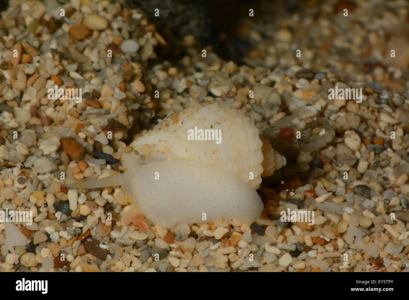 Tabulate Nutmeg snail on sand - New Caledonia Stock Photo - Alamy