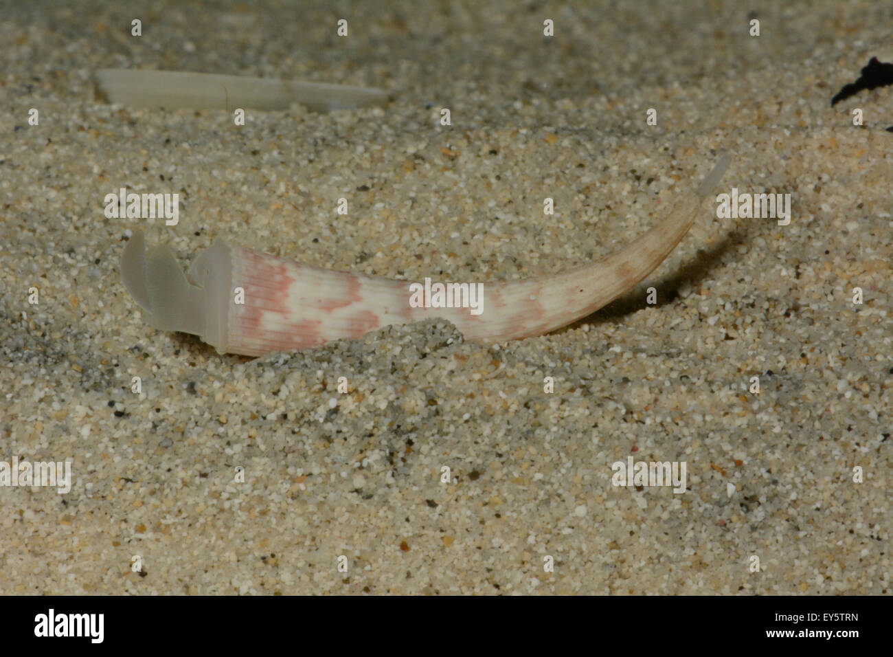 Tusk shell on sand - New Caledonia Stock Photo - Alamy