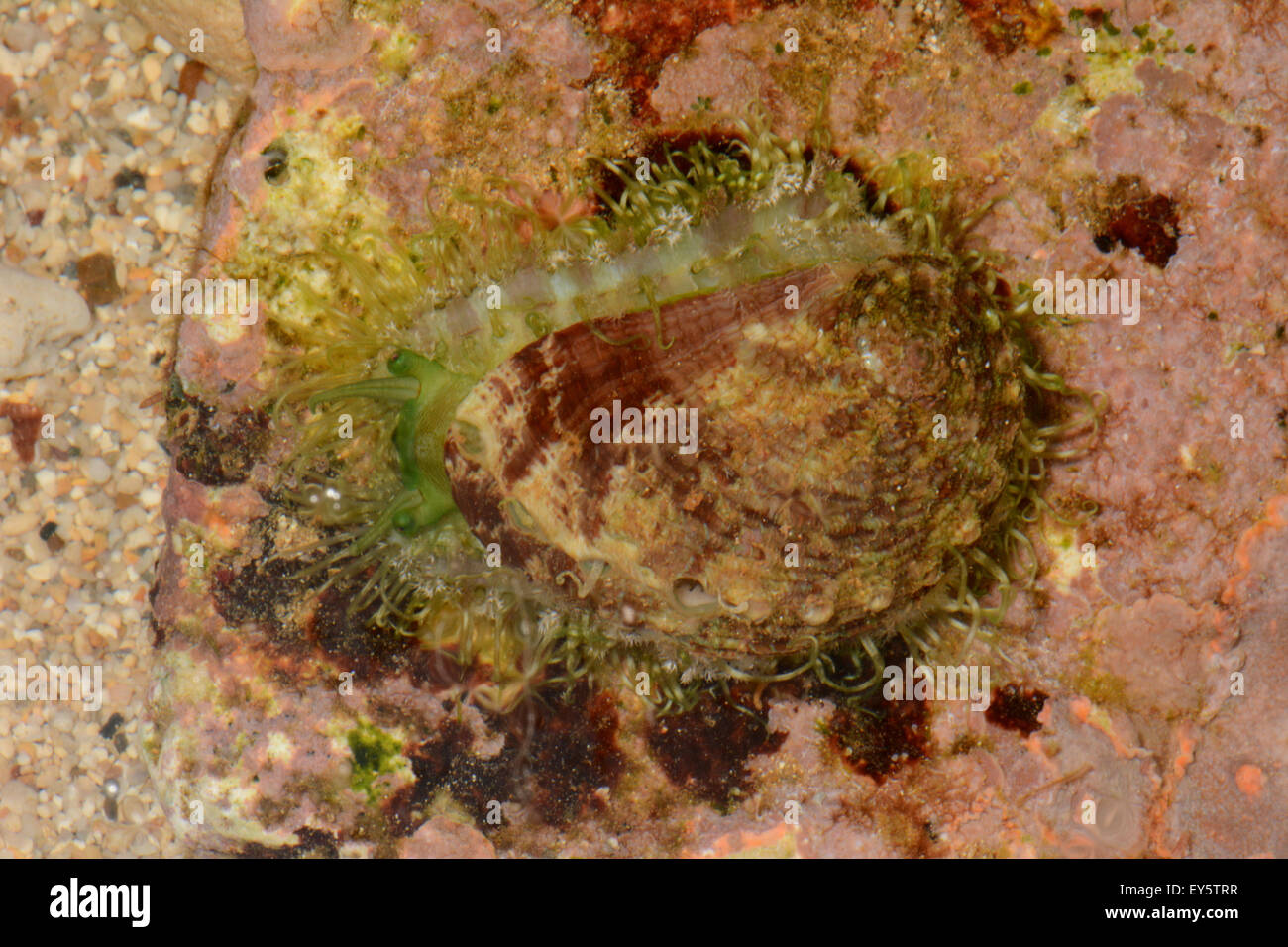 Abalone on reef - New Caledonia Stock Photo - Alamy