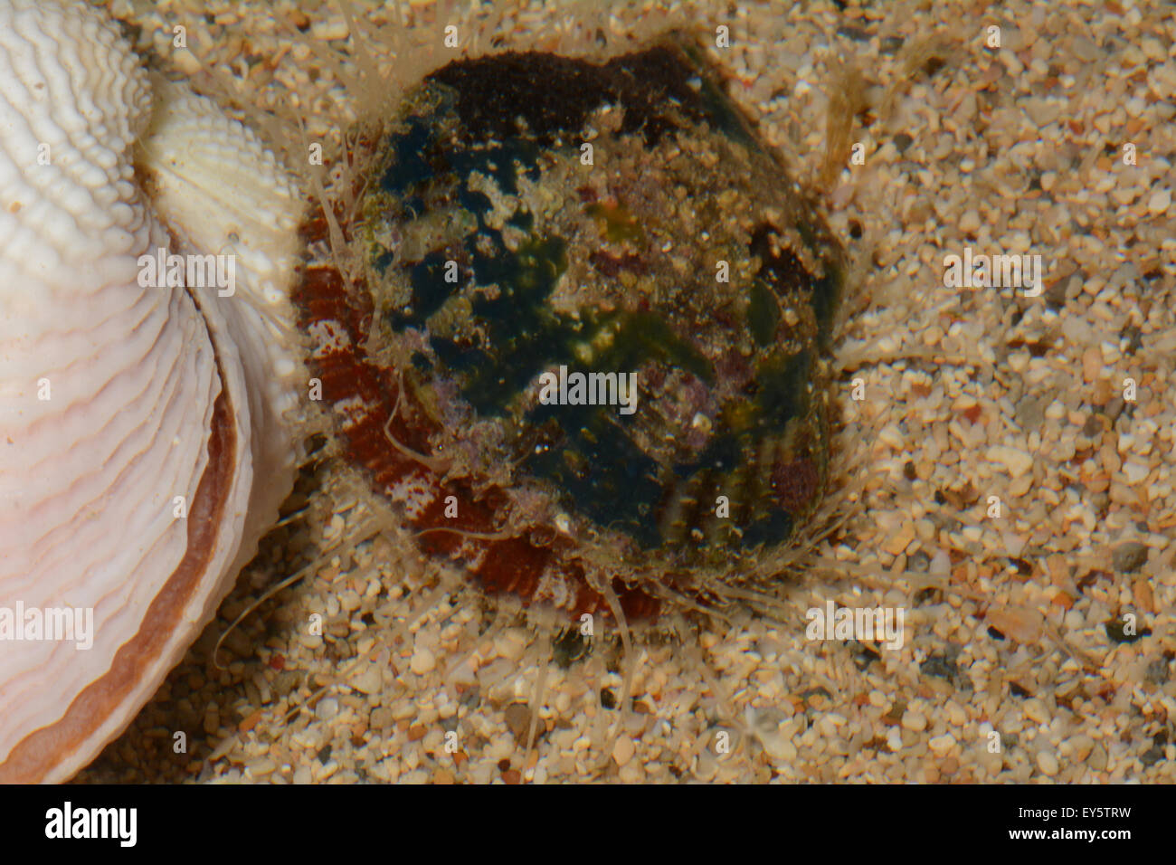 Squamose Scallop on sand - New Caledonia Stock Photo - Alamy