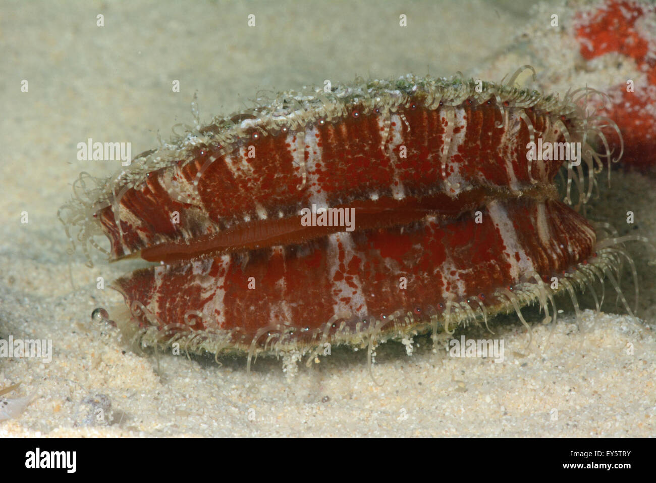 Scallop of the sea High Resolution Stock Photography and Images - Alamy