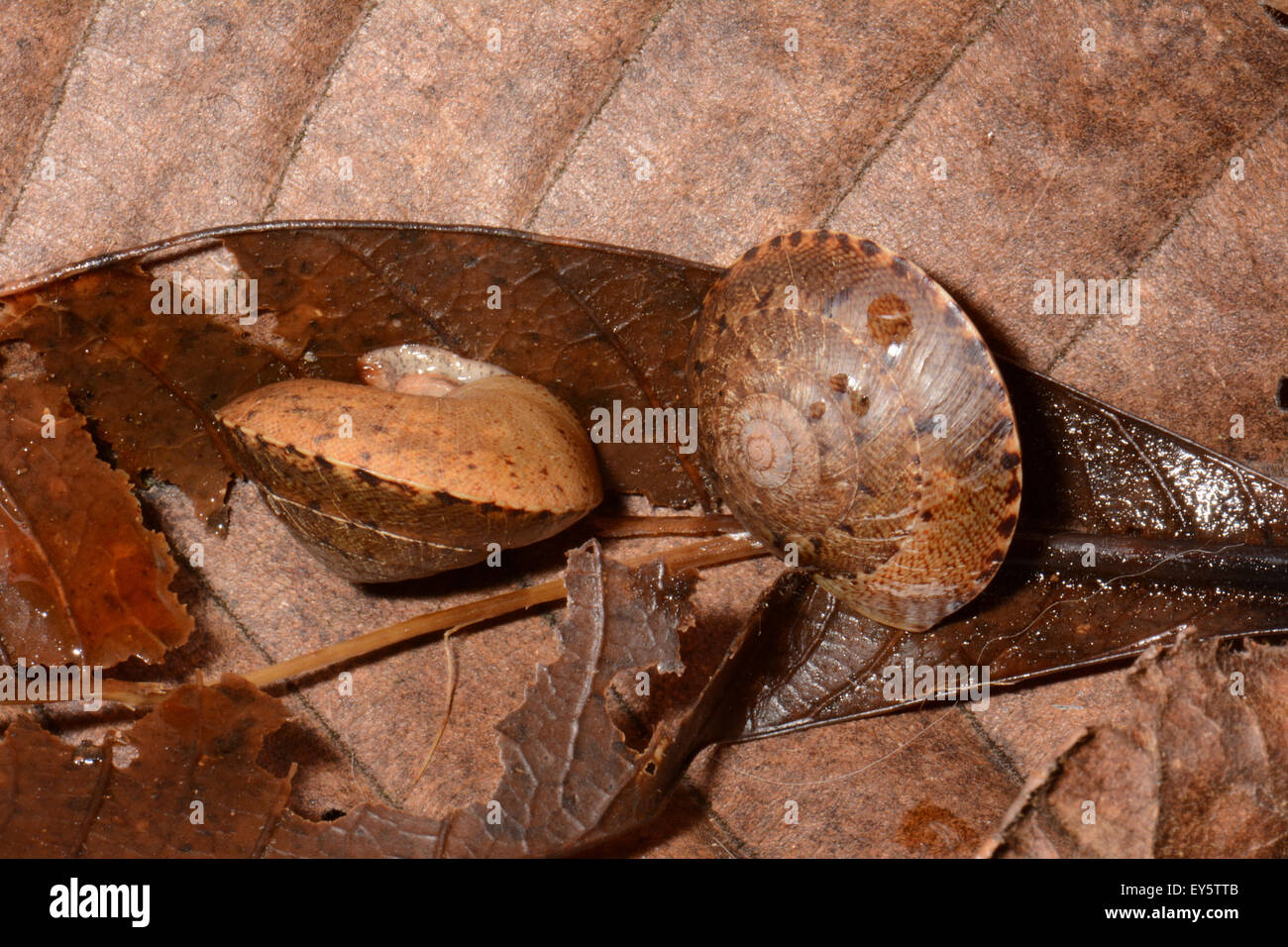 Discidae hi-res stock photography and images - Alamy