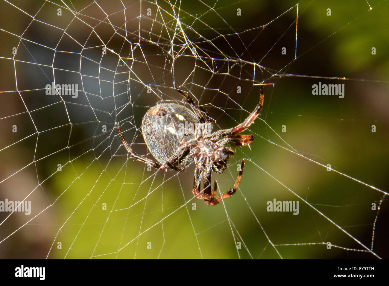 Web animal hi-res stock photography and images - Alamy