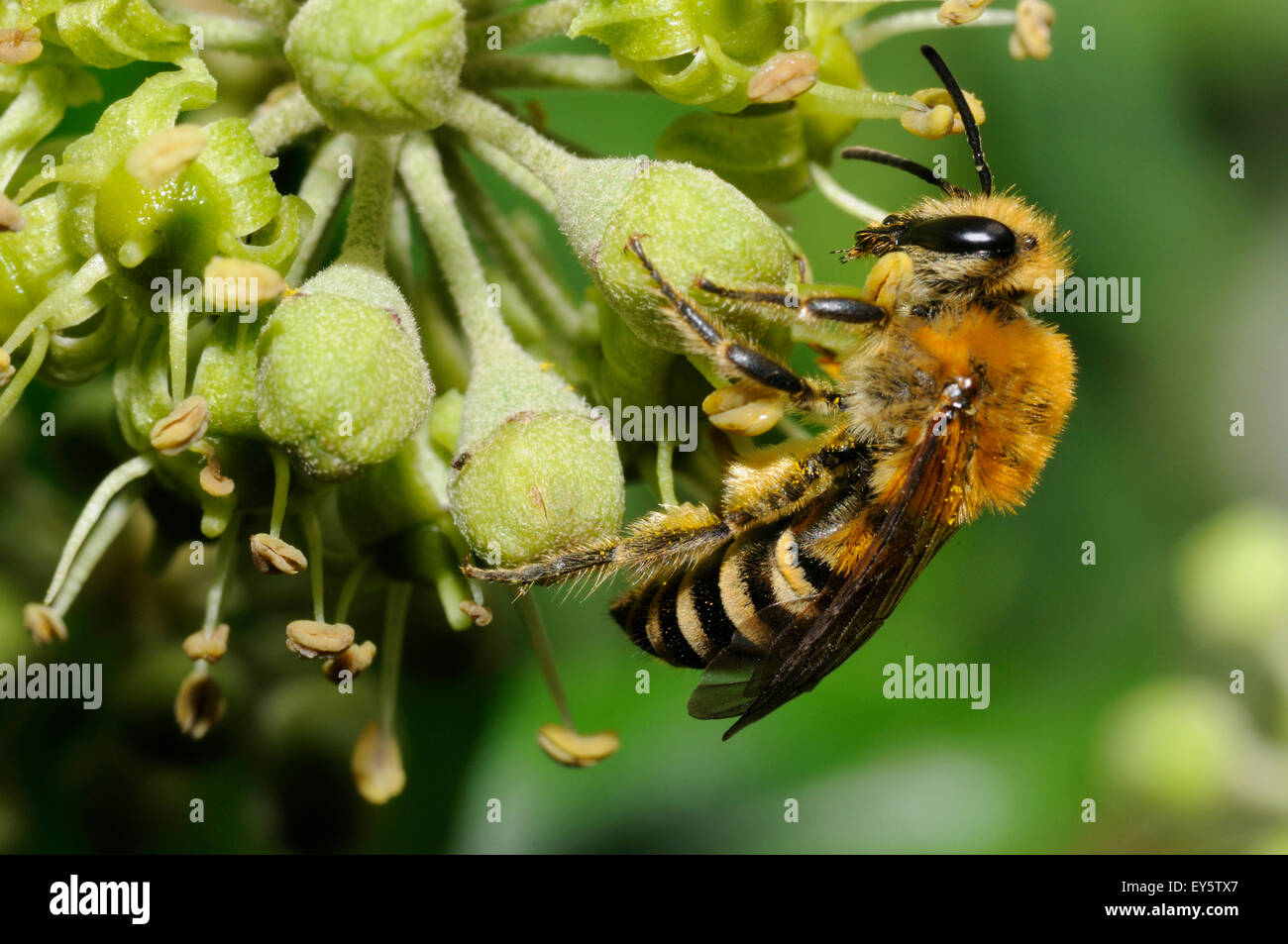 Ivy bee hi-res stock photography and images - Alamy