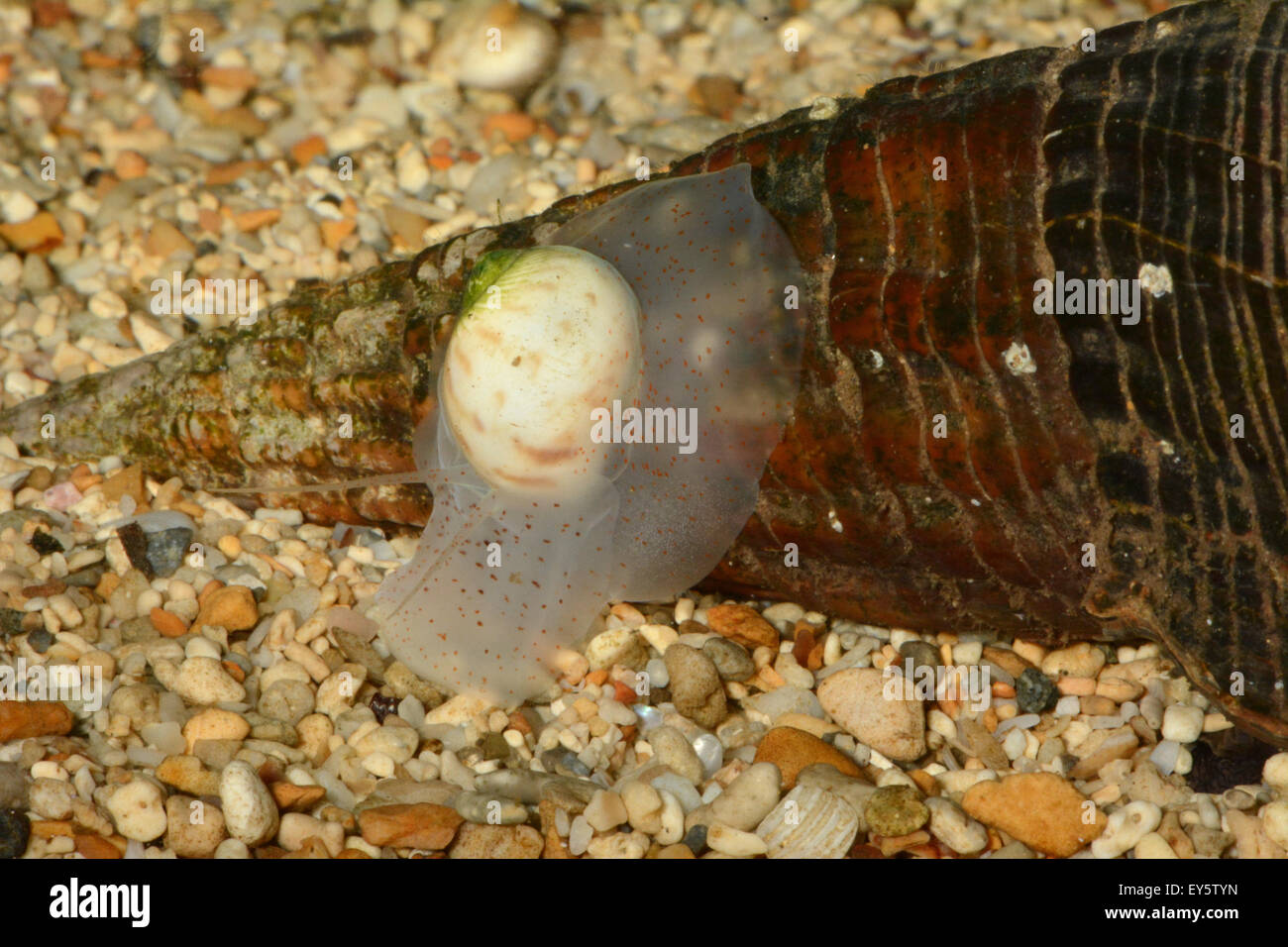 Moon Snail on shell - New Caledonia Stock Photo - Alamy
