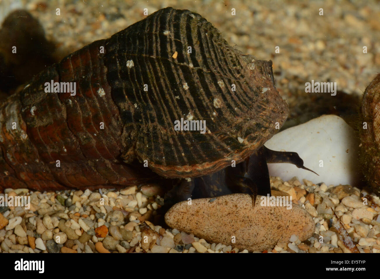 Mud on shell hi-res stock photography and images - Alamy
