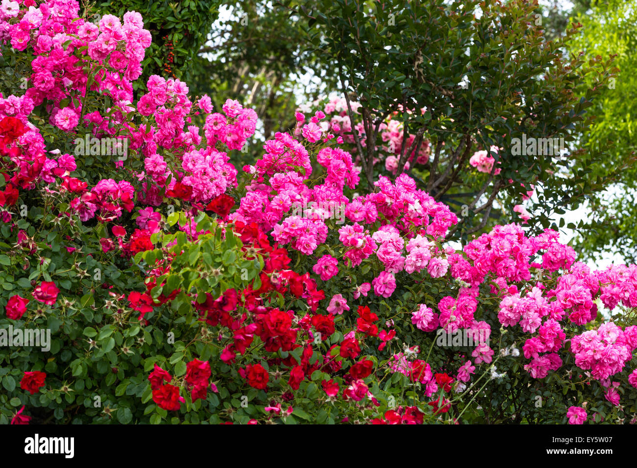 Rose-tree in bloom in a garden Stock Photo - Alamy