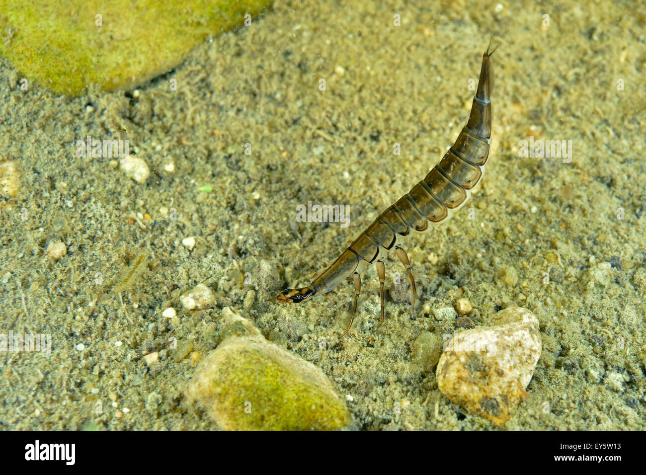 Acilius diving beetle hi-res stock photography and images - Alamy