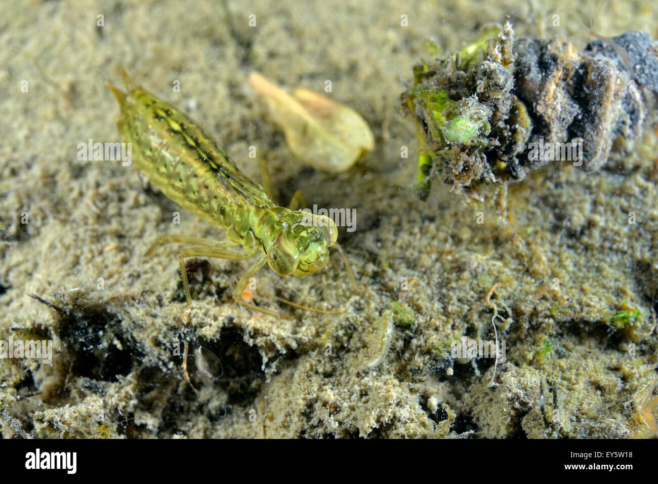 Dragonfly larva in a pond - Prairie Fouzon France Stock Photo - Alamy