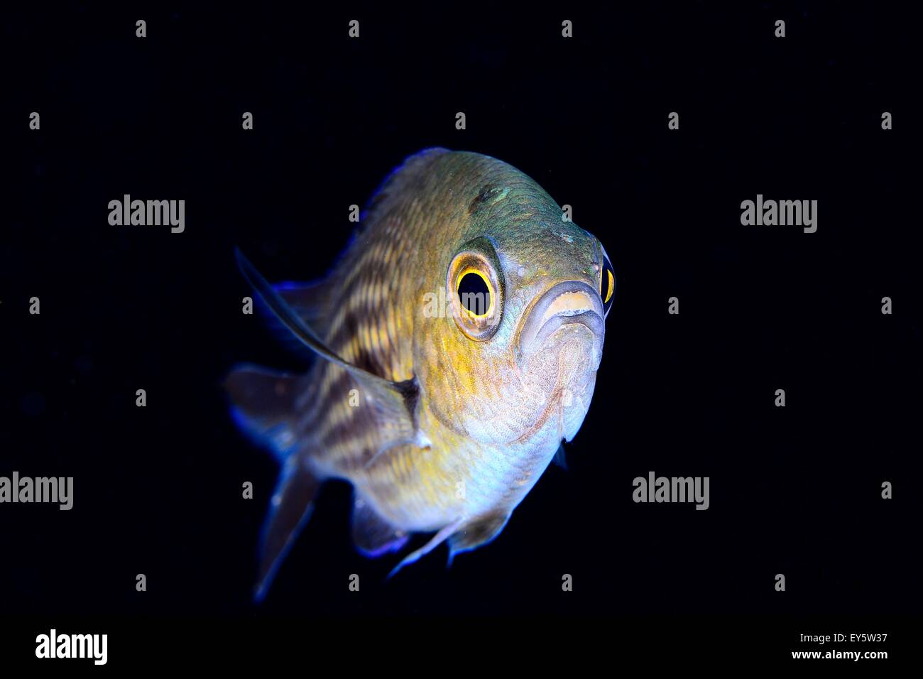Damselfish on black background - Balear Mediterrean Sea Stock Photo - Alamy