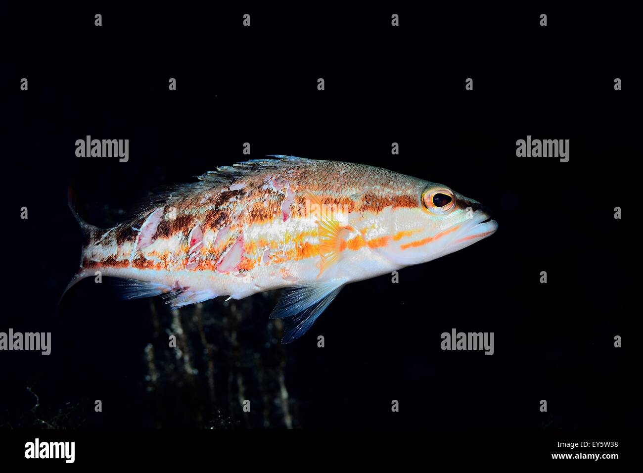 Comber on black background - Balear Mediterrean Sea lacerated fish by ...