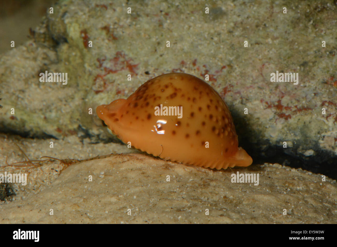 Cowry shell hi-res stock photography and images - Alamy