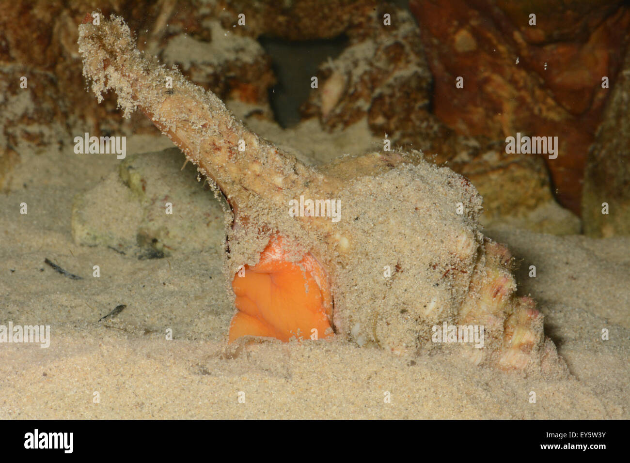 Spindle shell hi-res stock photography and images - Alamy