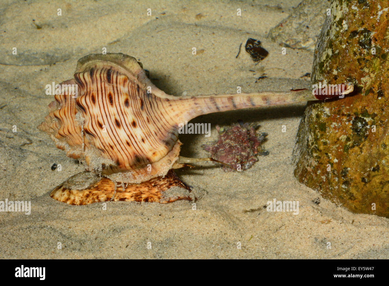 Snipe's bill murex on sand - New Caledonia Stock Photo - Alamy