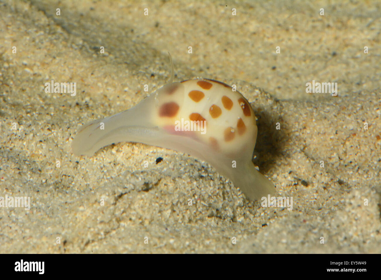 Moon Snail on sand - New Caledonia Stock Photo - Alamy