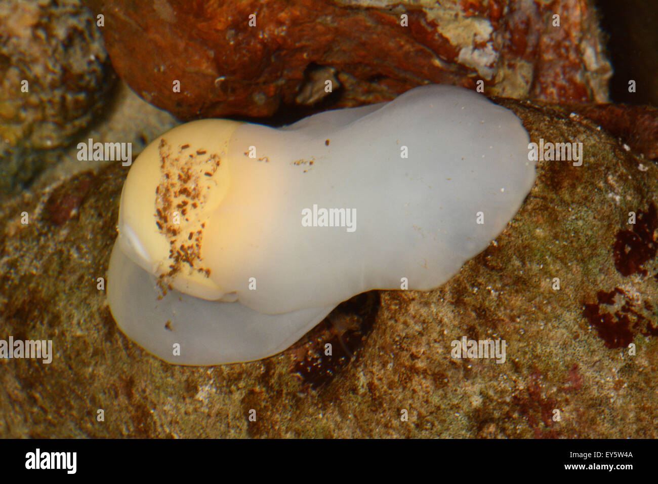 Pear-shaped moon snail on reef - New Caledonia Stock Photo - Alamy