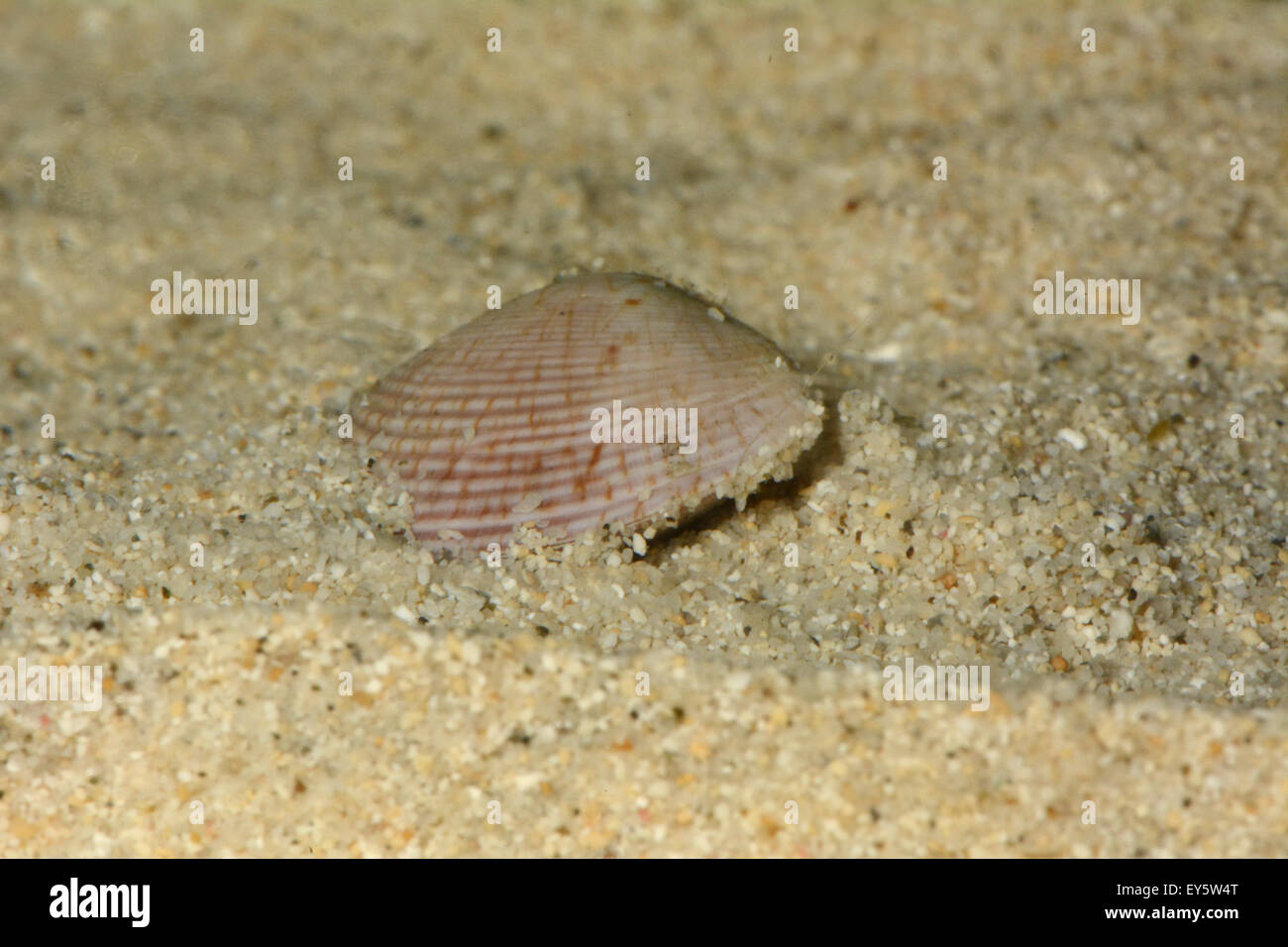 Pitar on sand - New Caledonia Stock Photo - Alamy