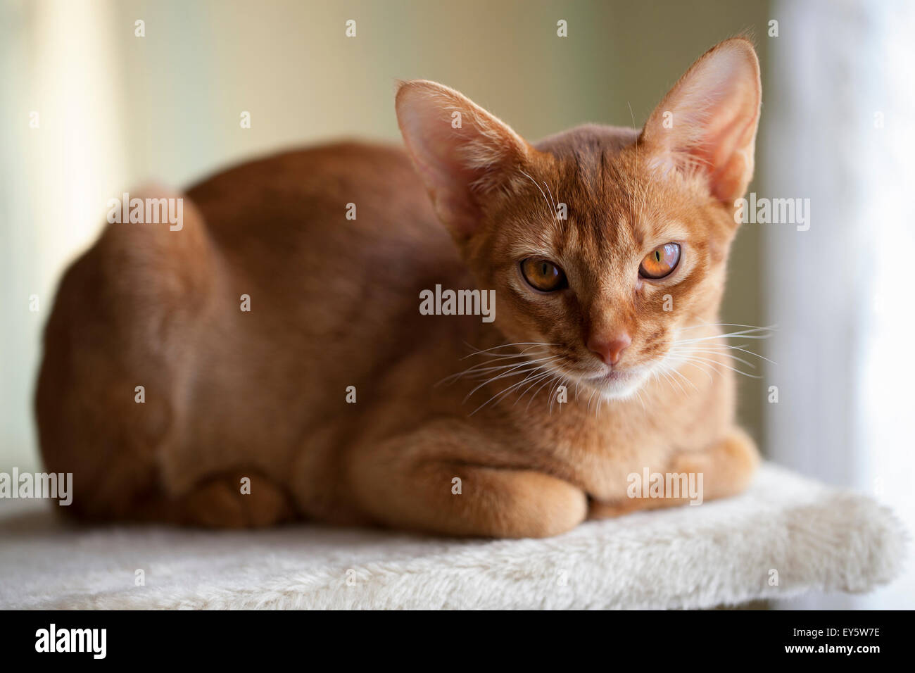 Abyssinian cat hi-res stock photography and images - Alamy