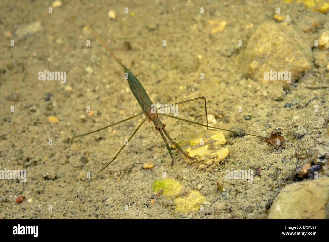 Water Stick Insect in a pond - Prairie Fouzon France Stock Photo - Alamy