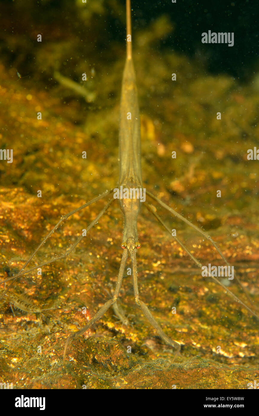 Water Stick Insect in a pond - Prairie Fouzon France Stock Photo - Alamy