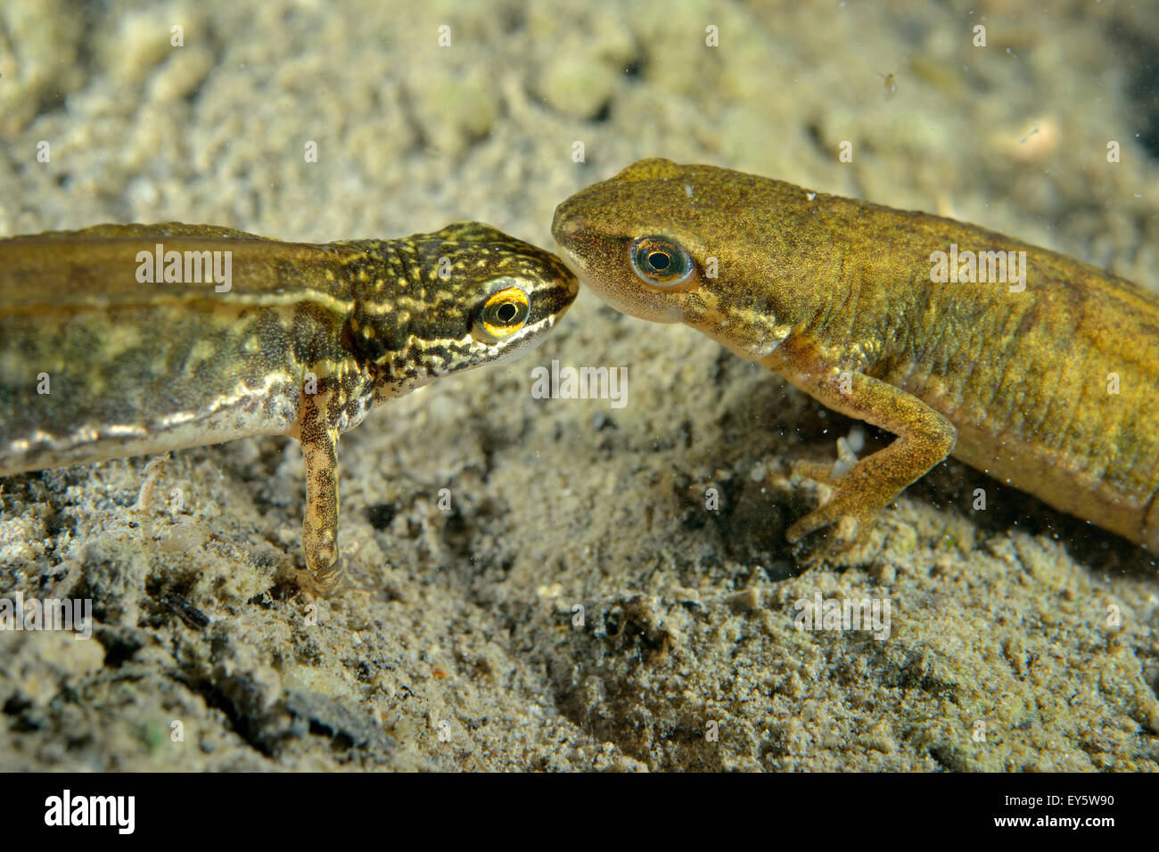Newts pond hi-res stock photography and images - Alamy