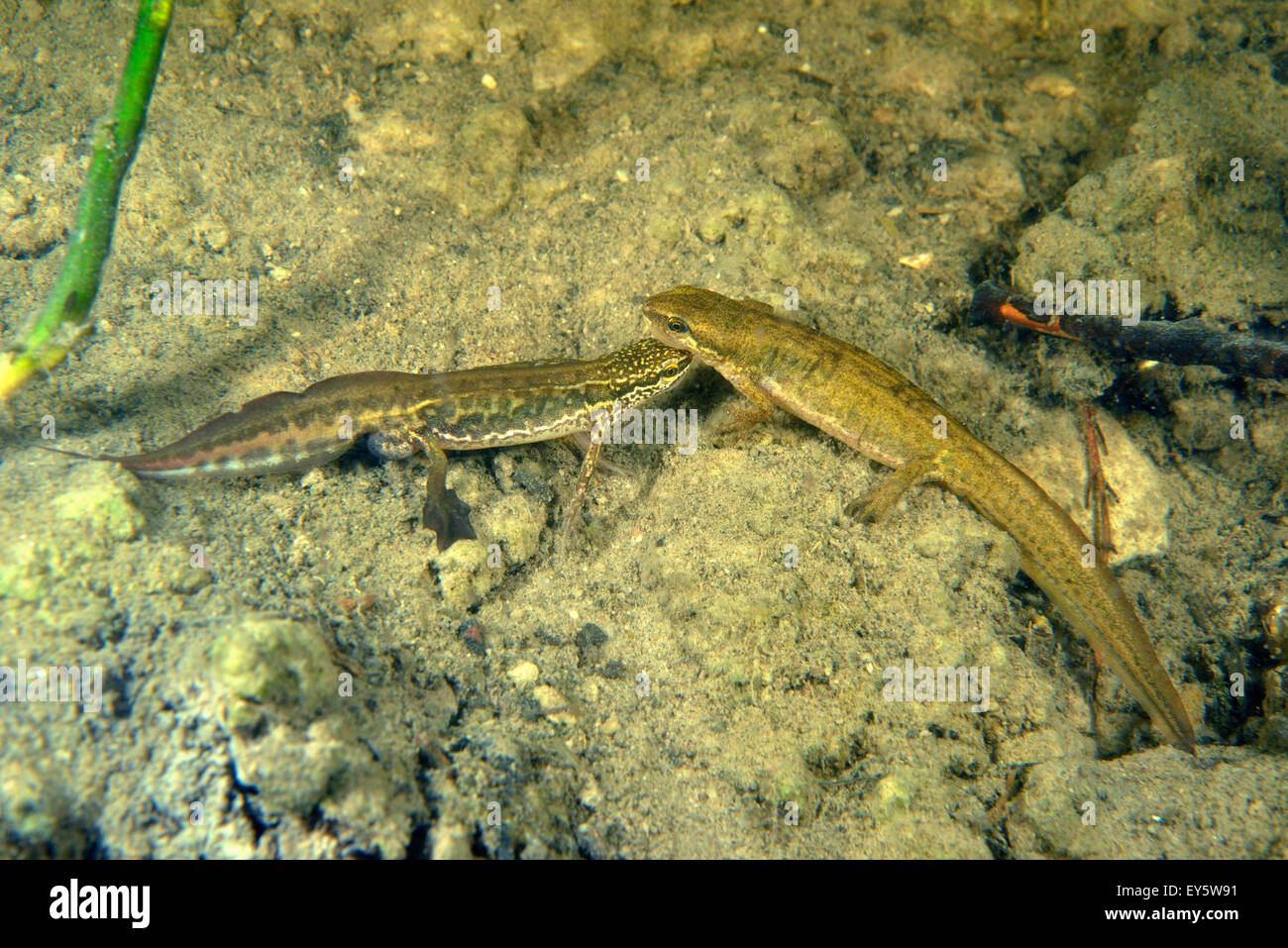 Newts pond hi-res stock photography and images - Alamy