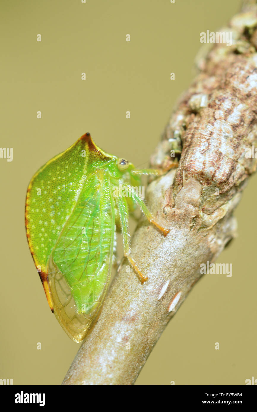 Buffalo treehopper stictocephala bisonia hi-res stock photography and ...