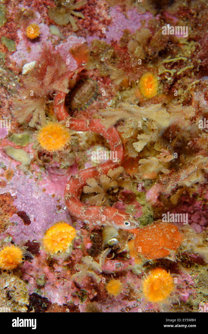 Longfin Gunnel on reef - Pacific Ocean Alaska USA Stock Photo - Alamy