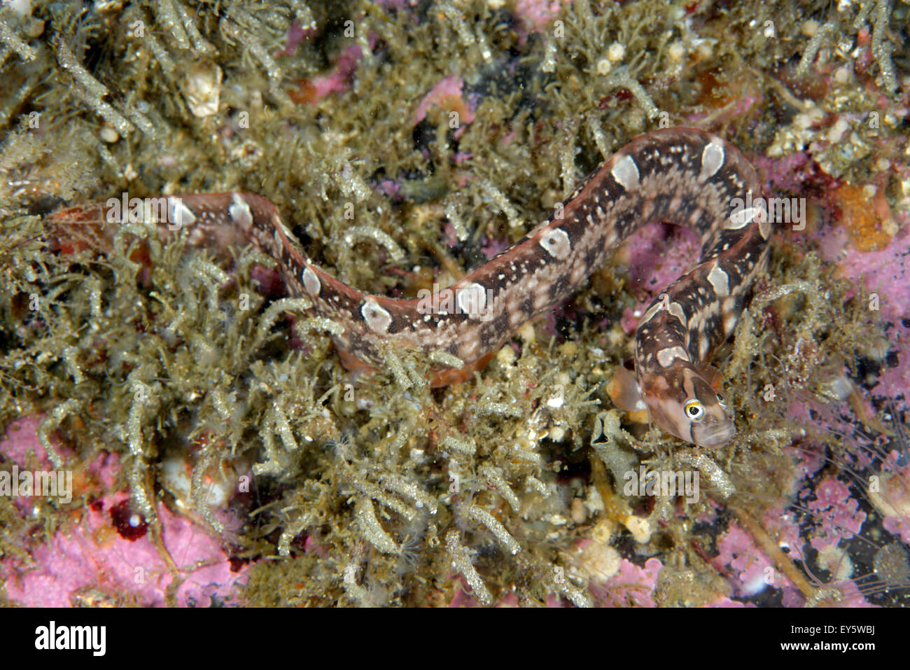 Gunnel fish hi-res stock photography and images - Alamy