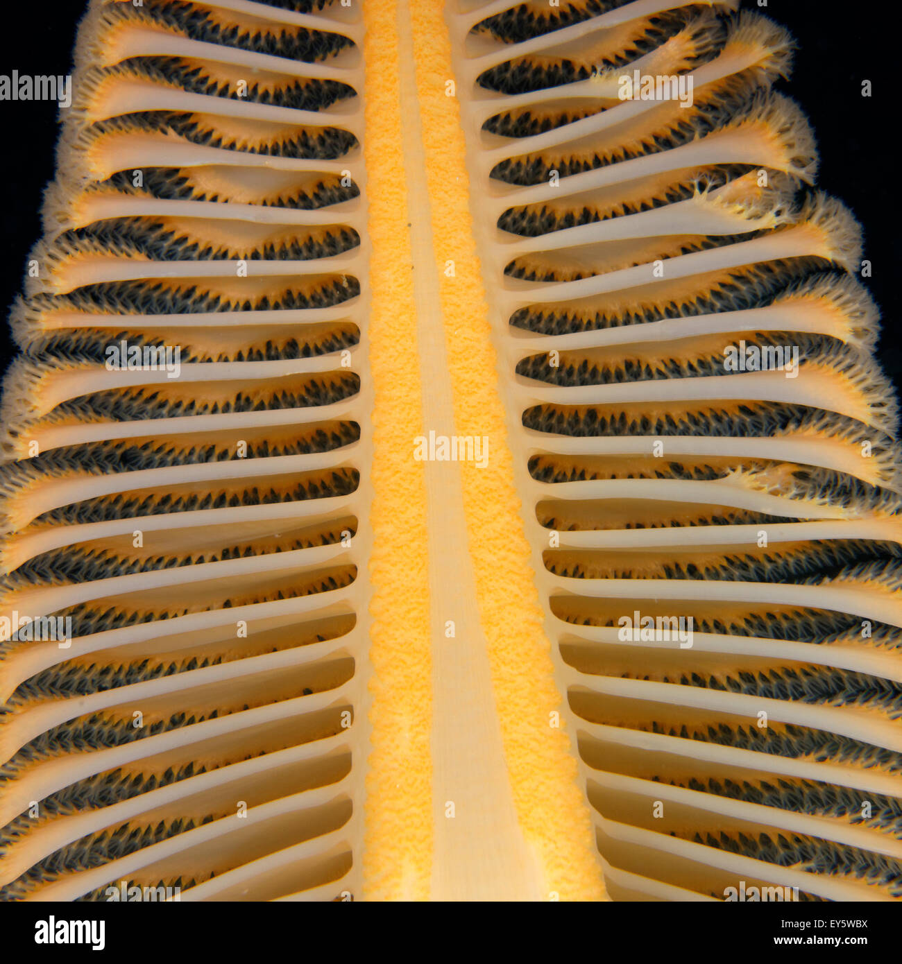 Orange Sea Pen High Resolution Stock Photography and Images - Alamy