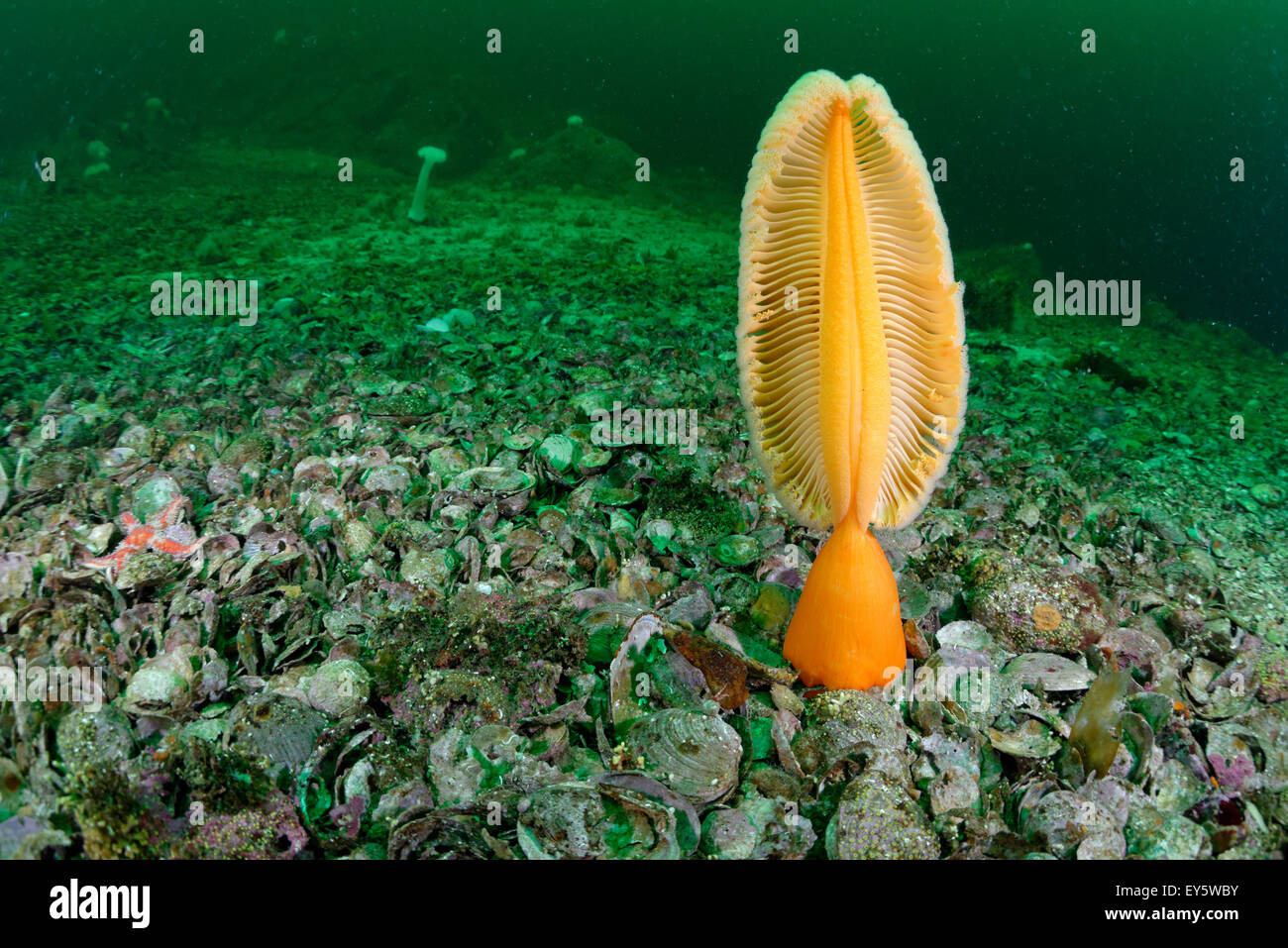Orange Sea Pen - Pacific Océan Alaska USA Stock Photo - Alamy