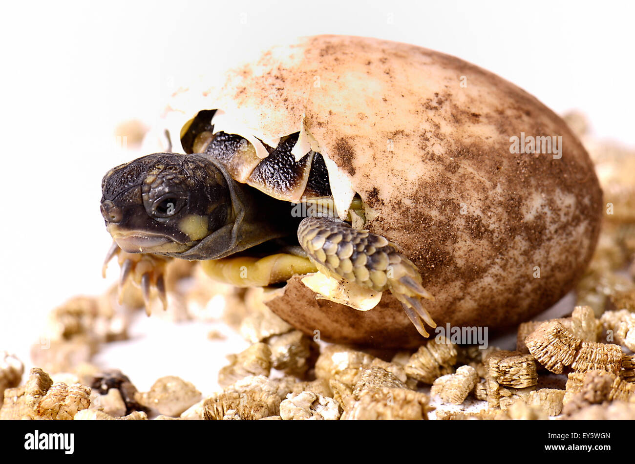 Turtle hatching out of egg hi-res stock photography and images - Alamy