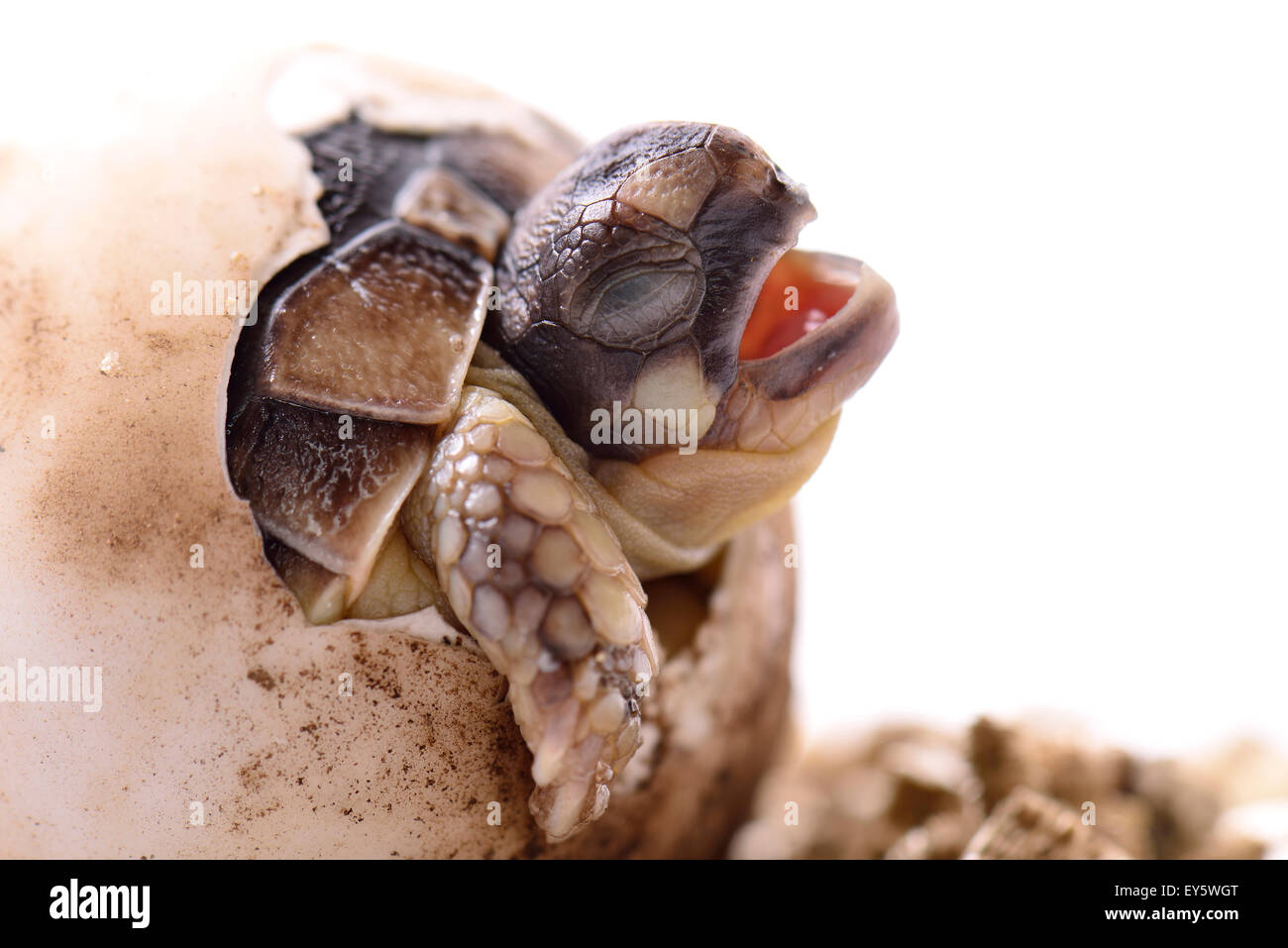 Park Turtles 'A Cupulatta' Stock Photo - Alamy