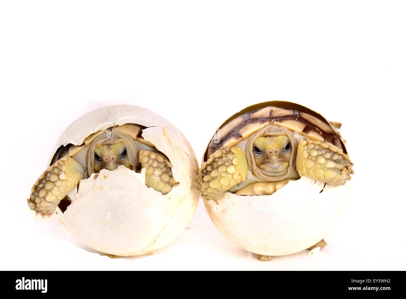 Park Turtles 'A Cupulatta' Stock Photo - Alamy