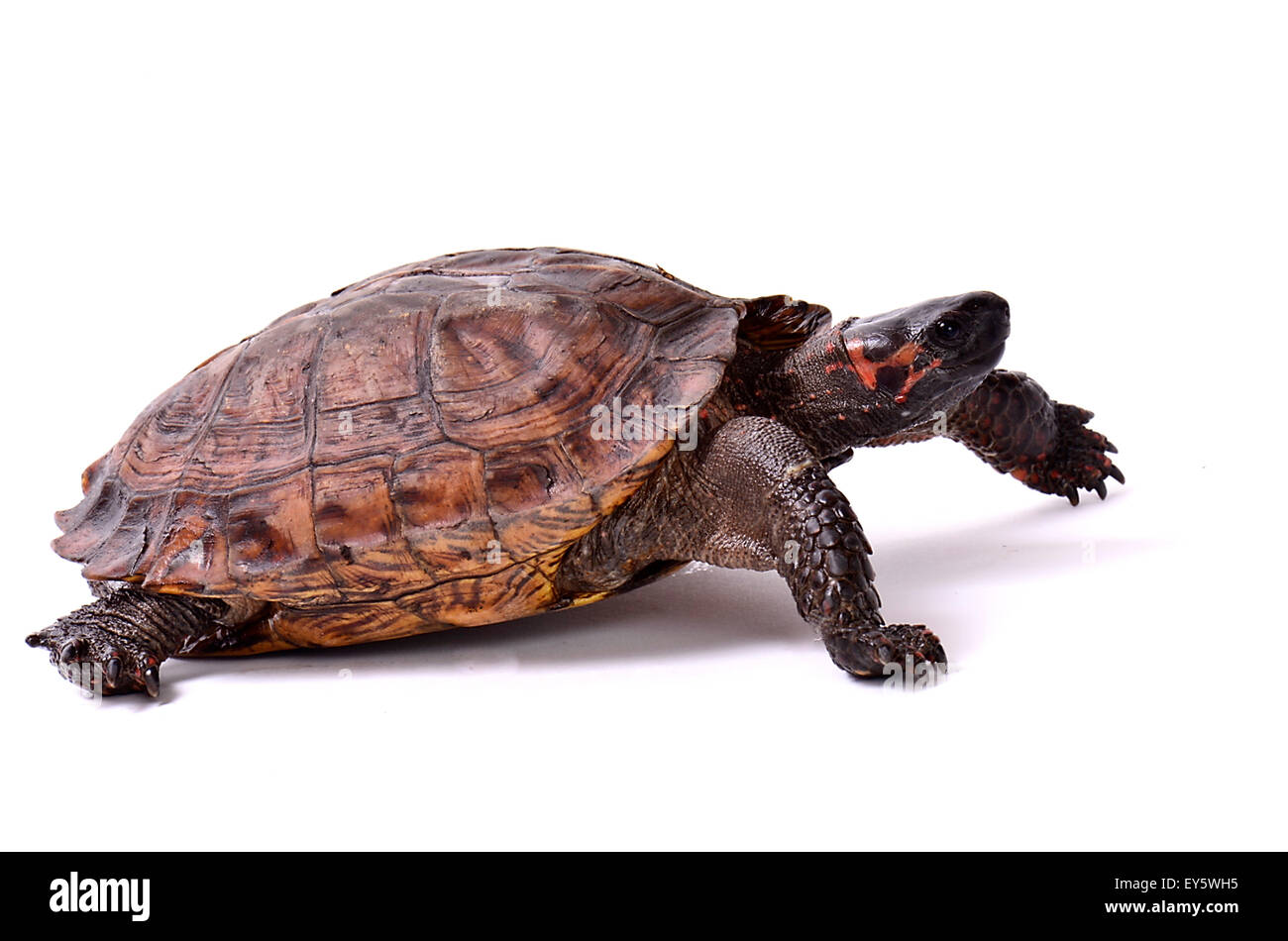 Park Turtles 'A Cupulatta' Stock Photo - Alamy