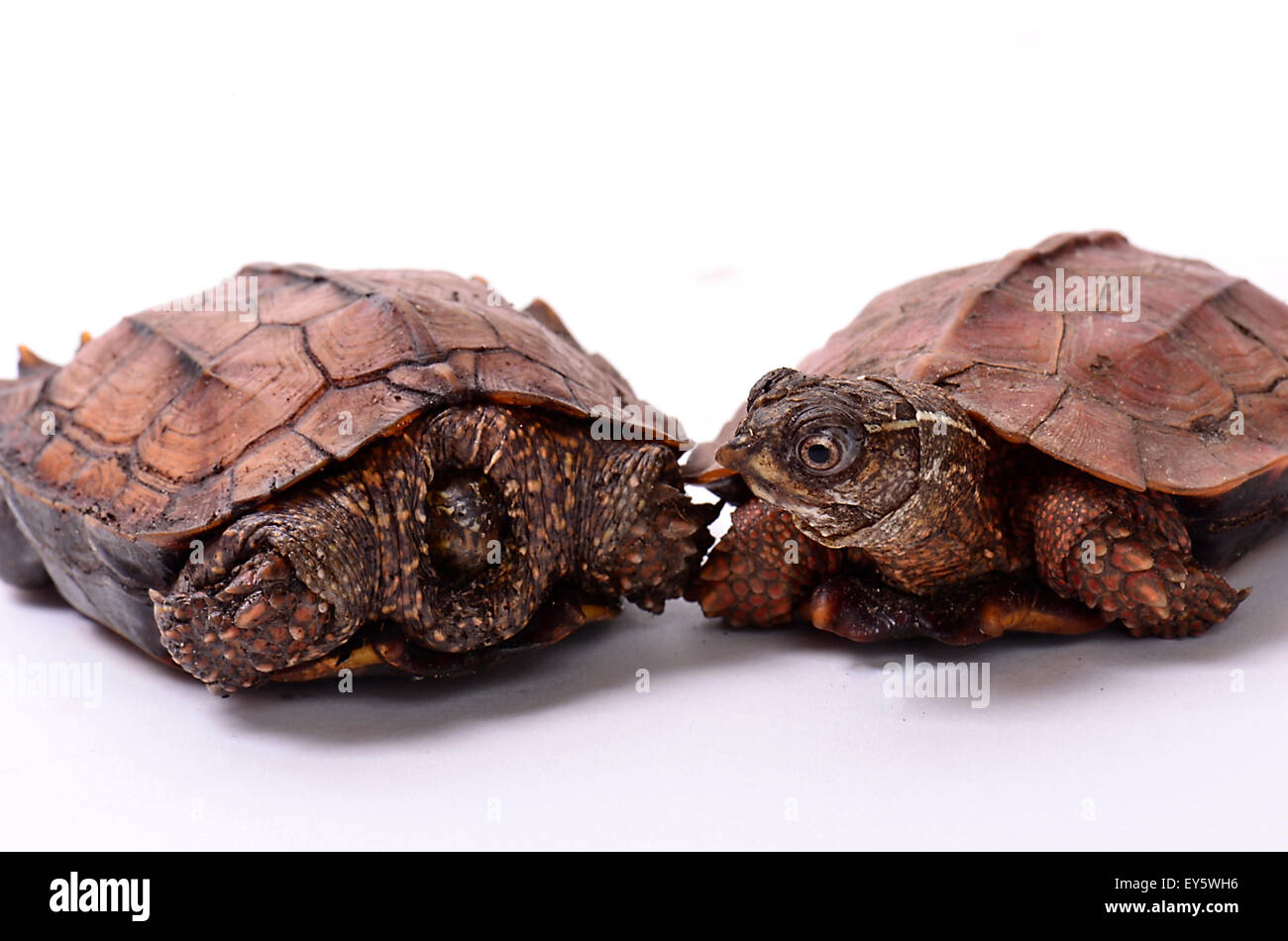 Keeled turtle hi-res stock photography and images - Alamy