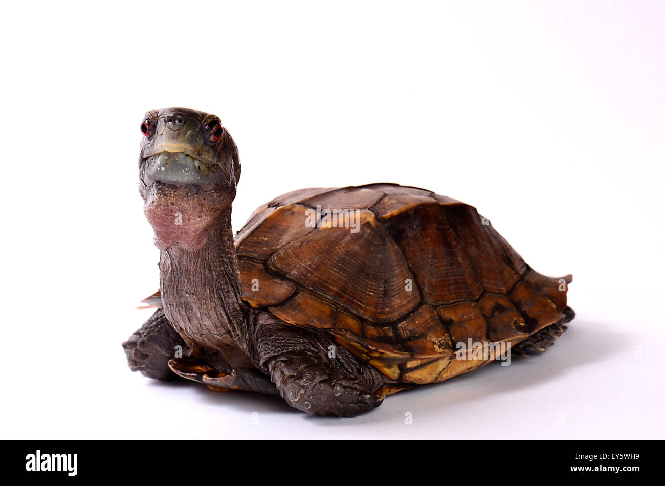Keeled turtle hi-res stock photography and images - Alamy